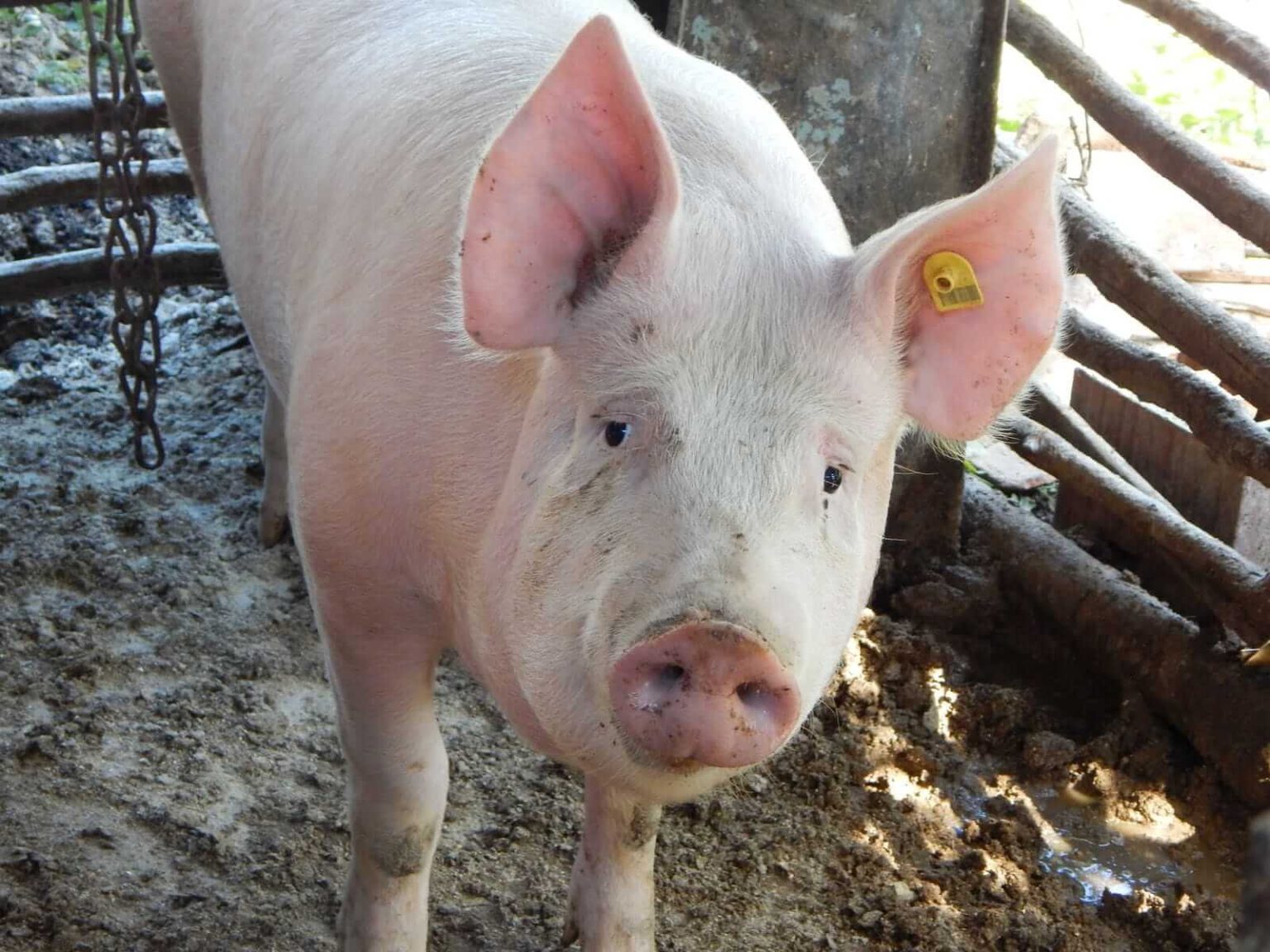 Hogs Push Higher on Friday to Close the Week with Strength – Share Watch