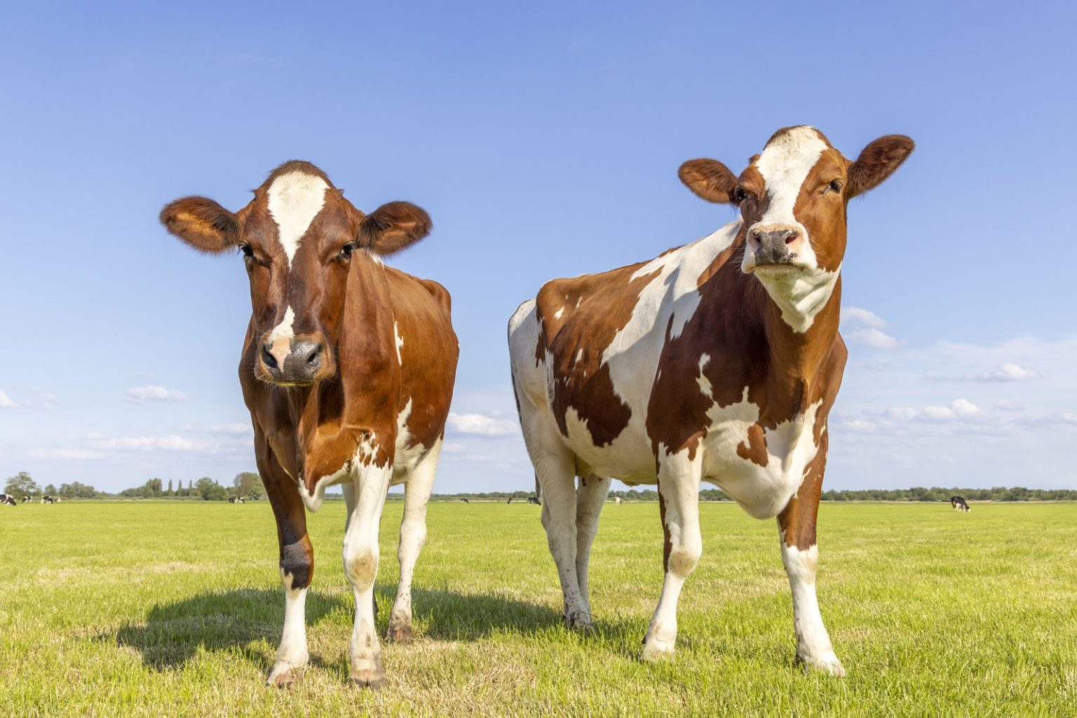 Cattle Post Turnaround Tuesday Bounce – Share Watch