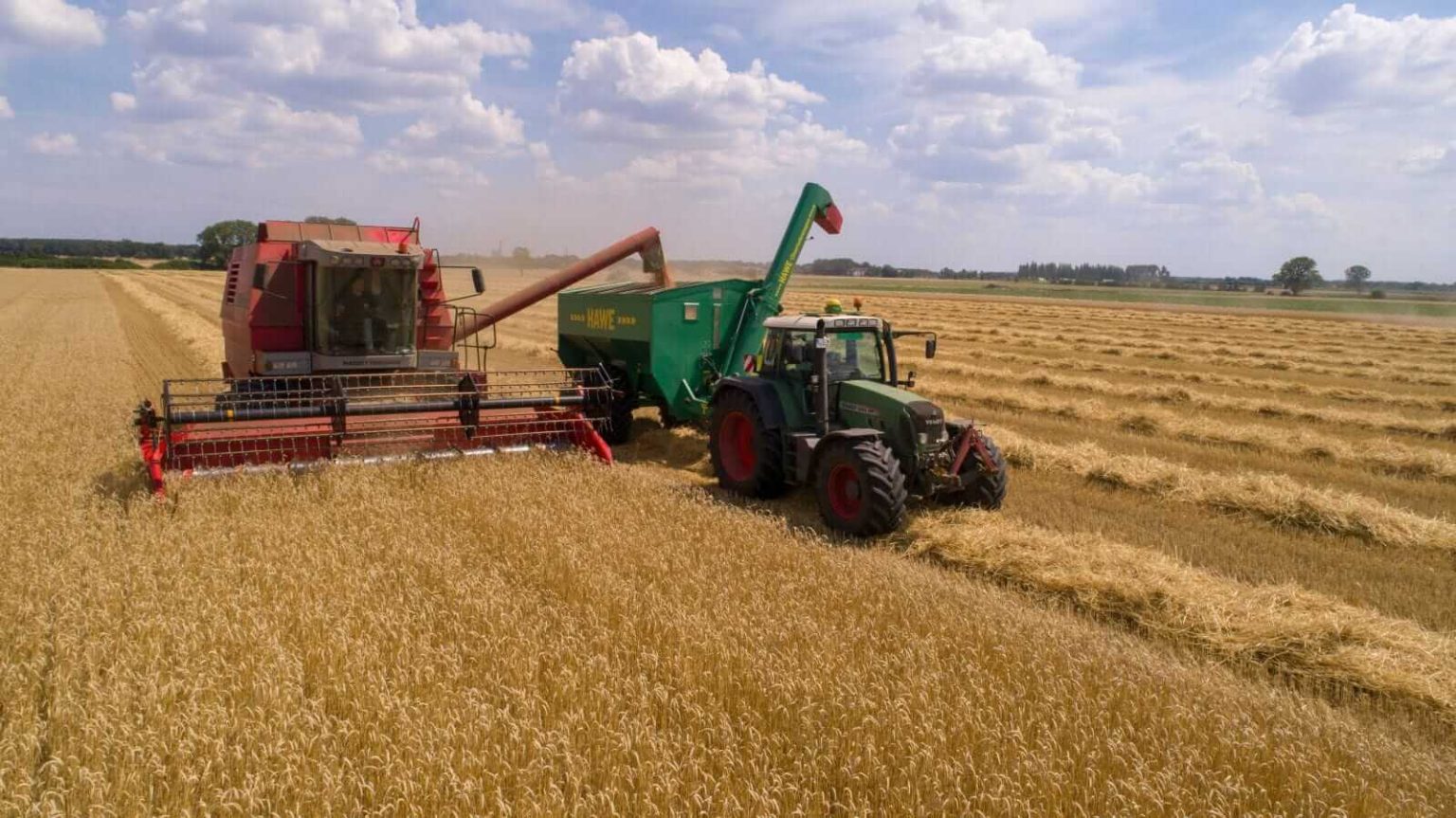Wheat Rallying on Wednesday – Share Watch