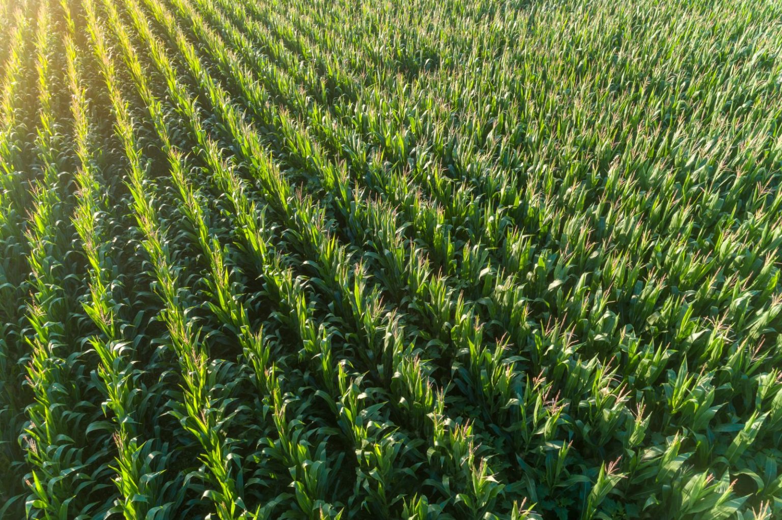 Corn Easing Lower on Tuesday – Share Watch