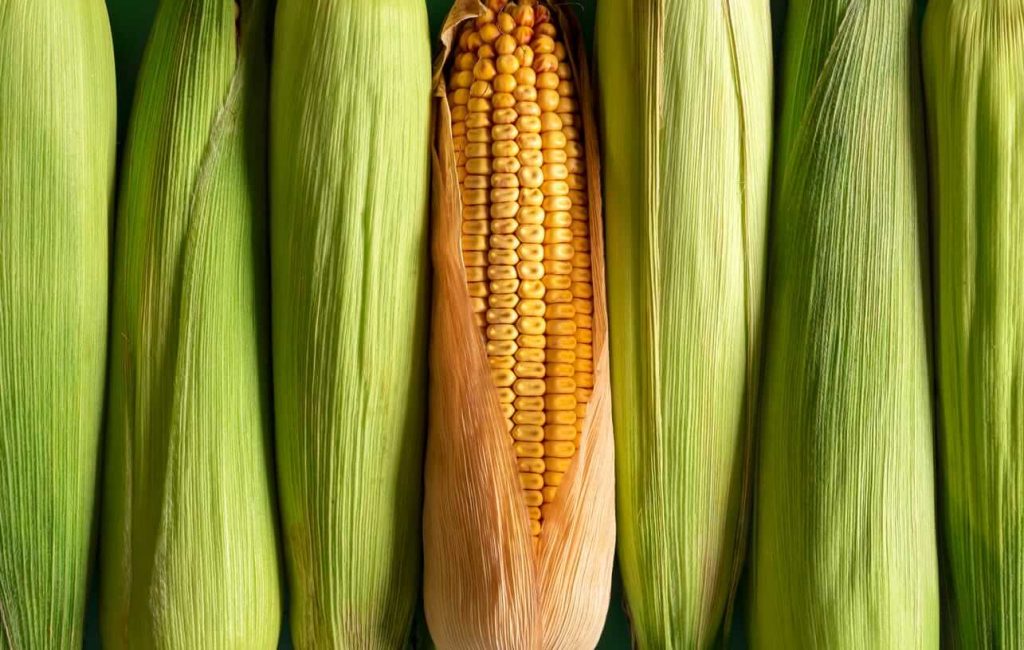 Corn Closes with Tuesday Strength – Share Watch